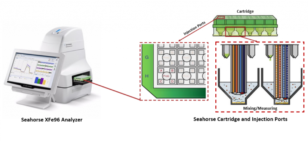 New Facility / Seahorse: Extracellular Flux Analyzer - Medipol Sabita
